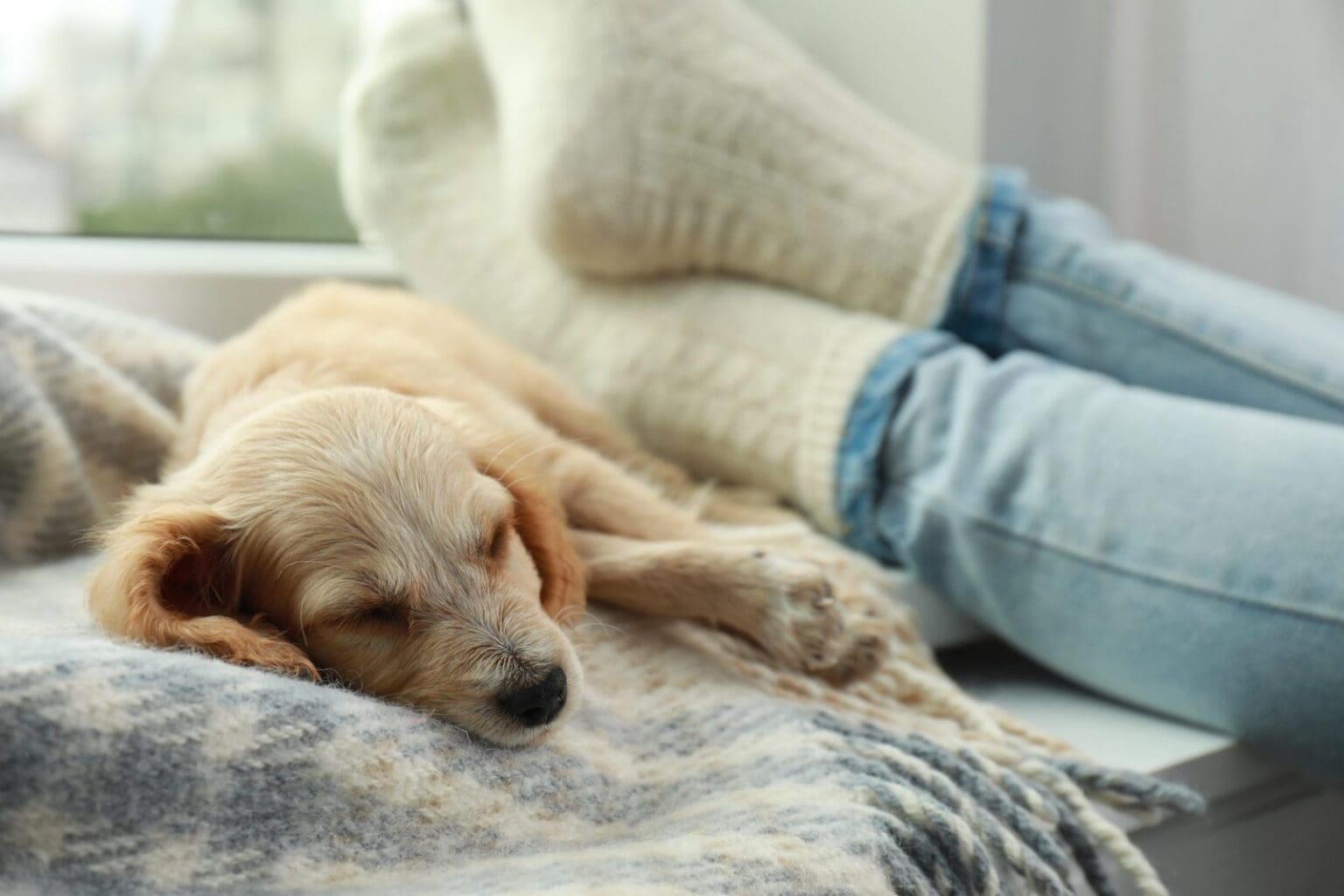 Creating comfort for your pet is Paw-sible | Phantom Screens